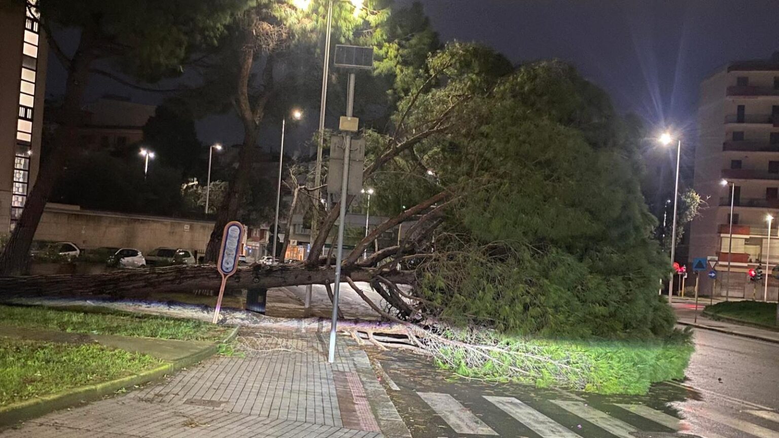 Forte vento e disagi a Cagliari: crolla un grande albero in via dei ...