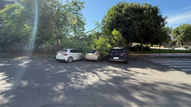 Cagliari, albero crolla per il vento: danneggiate tre auto in sosta ...