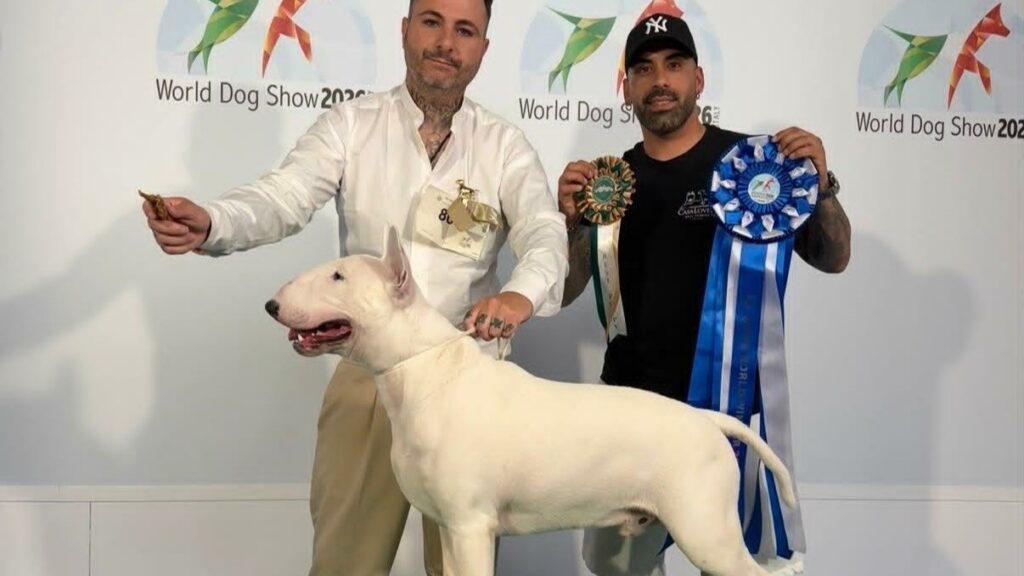 Tito, il cucciolo sardo vince a Bologna: è Campione del Mondo Juniores ...